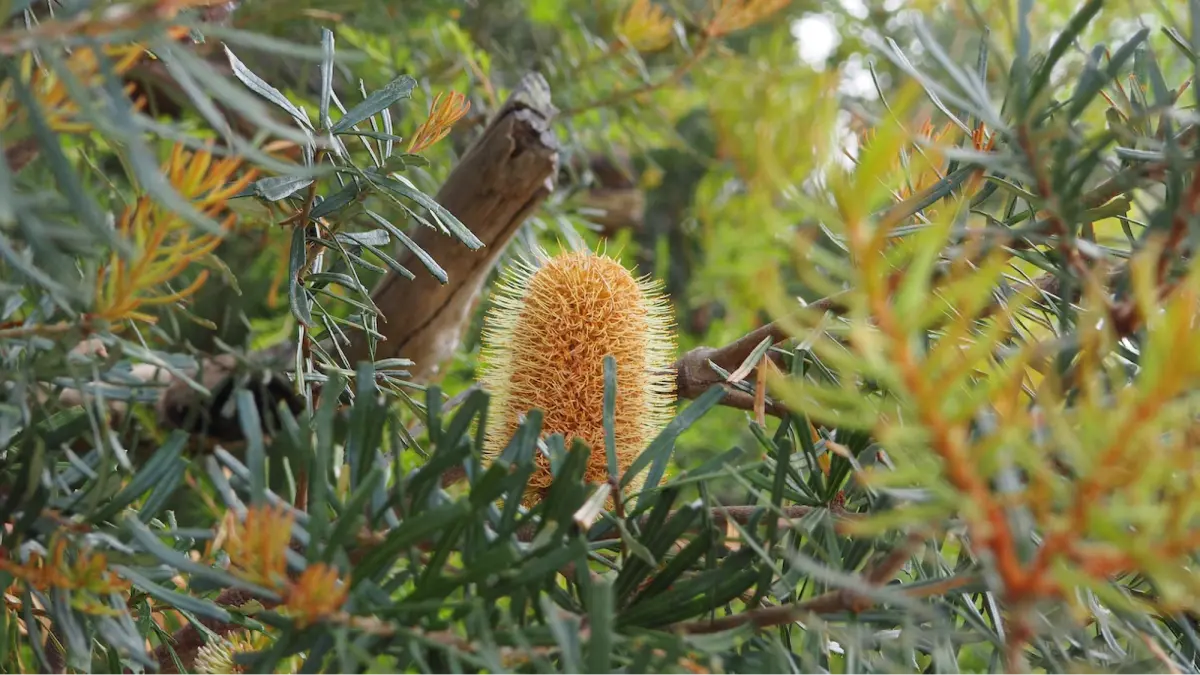 Explore the warm temperate rainforests of Wilsons Promontory along the ...